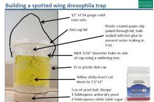 Building a spotted wing drosophila trap - Integrated Pest Management