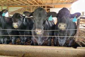 Early reports of feedlot performance and carcass quality of cattle when ...