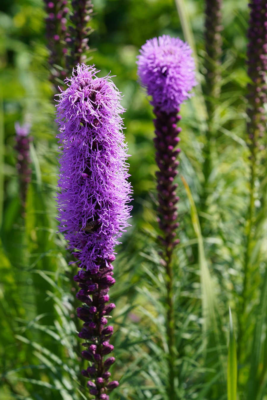 Top 10 native plants for shorelines that are easy to find - Natural ...